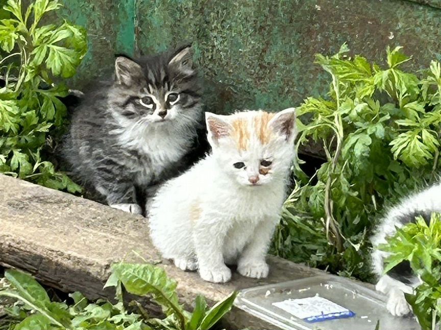Котята живут в гараже