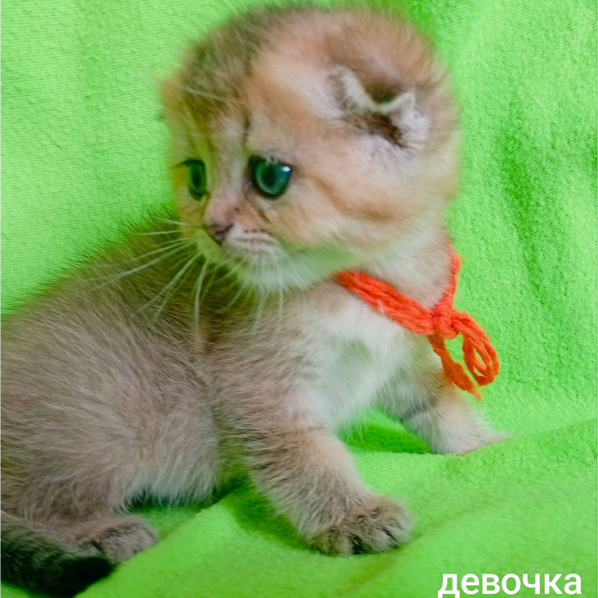 Шотландские шиншиллы на золотеЯркя