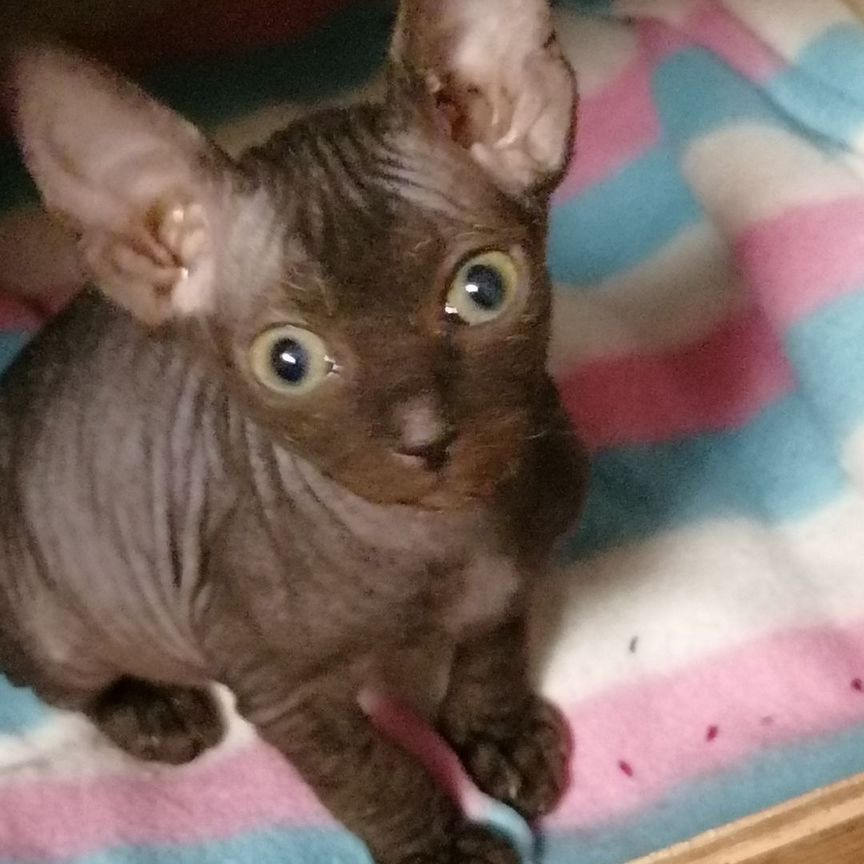 Донской сфинкс котята