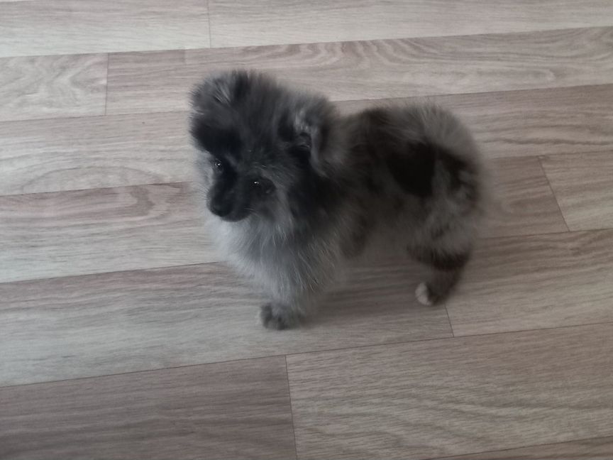 Карликовый шпиц