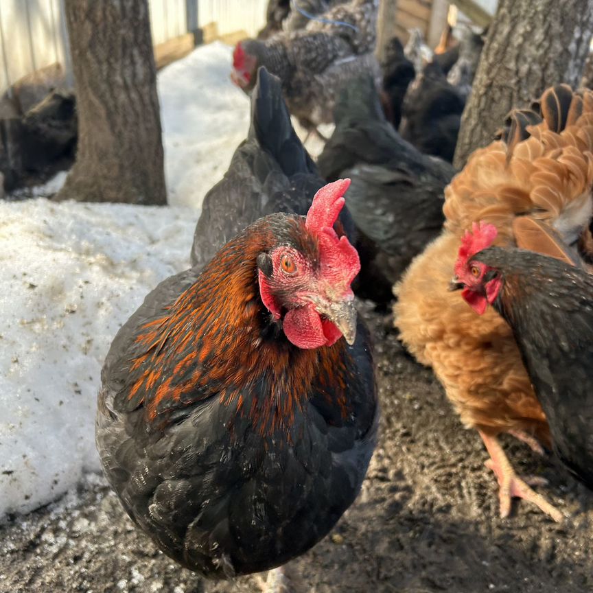 Куры черно медный маран