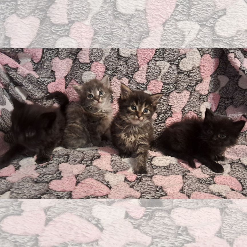 Мейн-кун котёнок