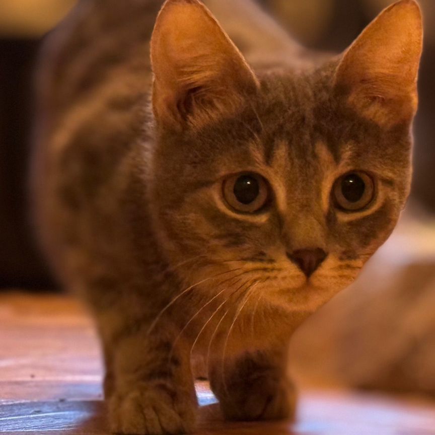 Котёнок в добрые руки