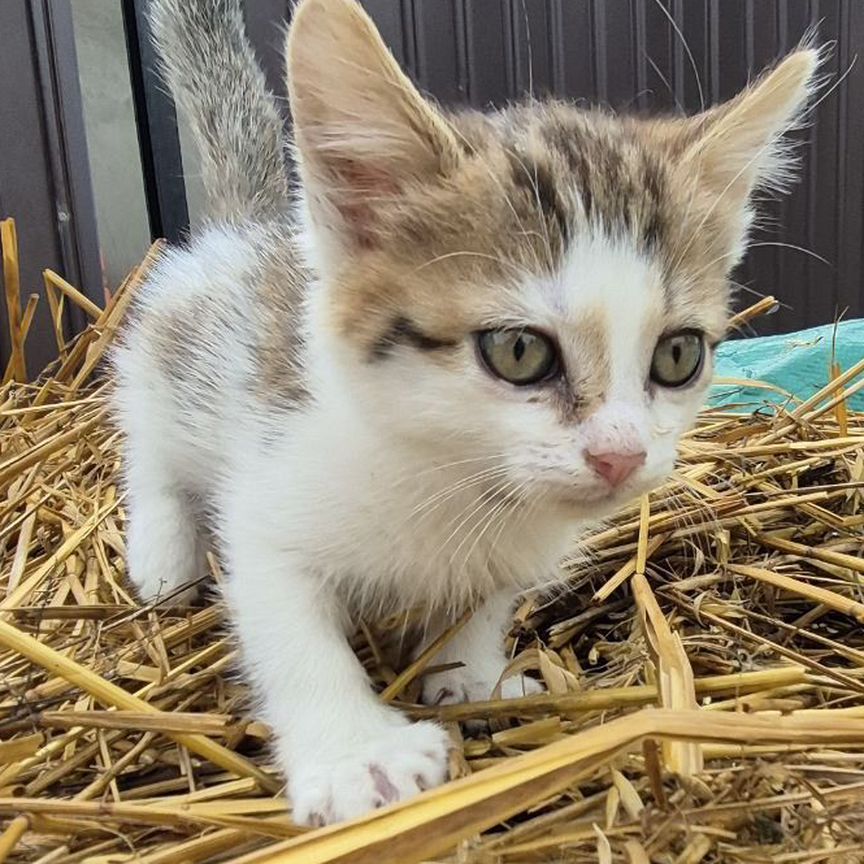 Котенок
