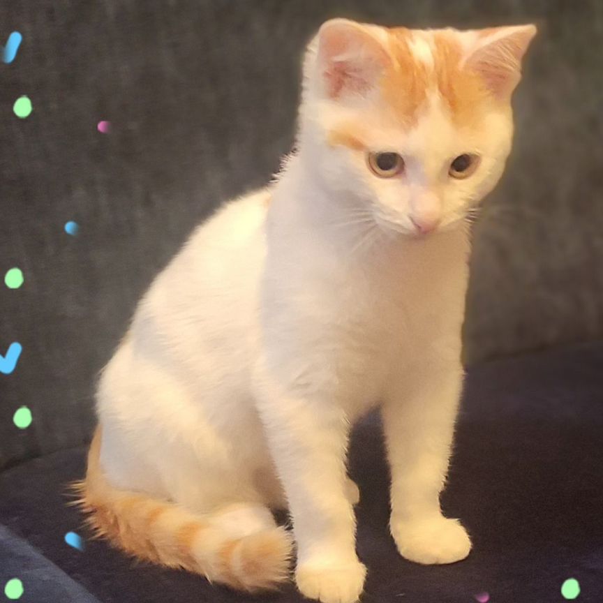 Котенок ищет дом