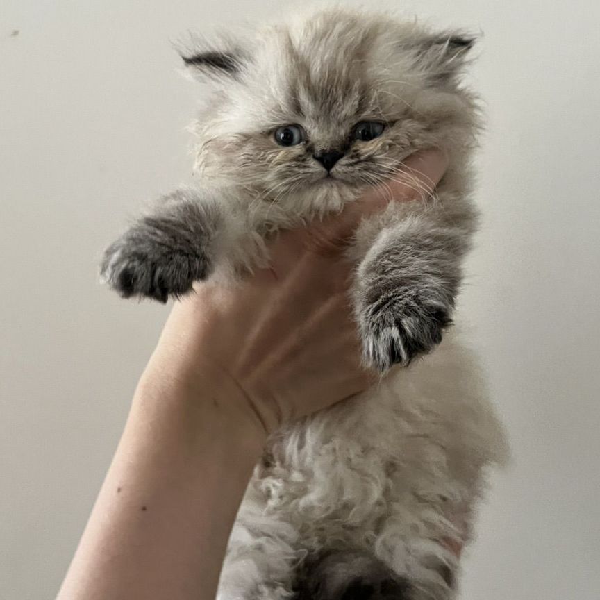 Шотландский прямоухий длинношёрстный котёнок