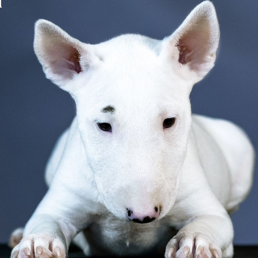 Мини-бультерьер, щенок