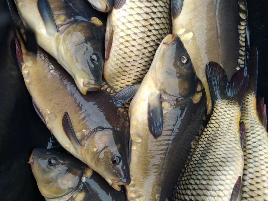 Живая рыба карп, амур