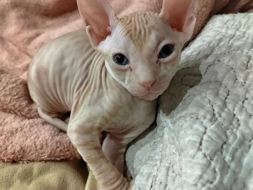 Донской сфинкс котята