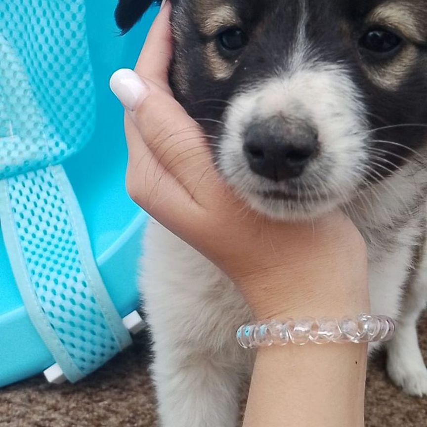 Малышка ищет дом