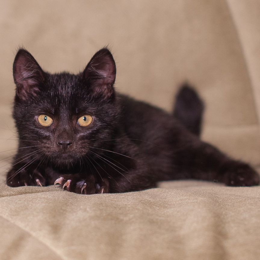 Котёнок из приюта