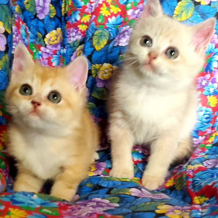Котята золотая шиншилла, лиловый