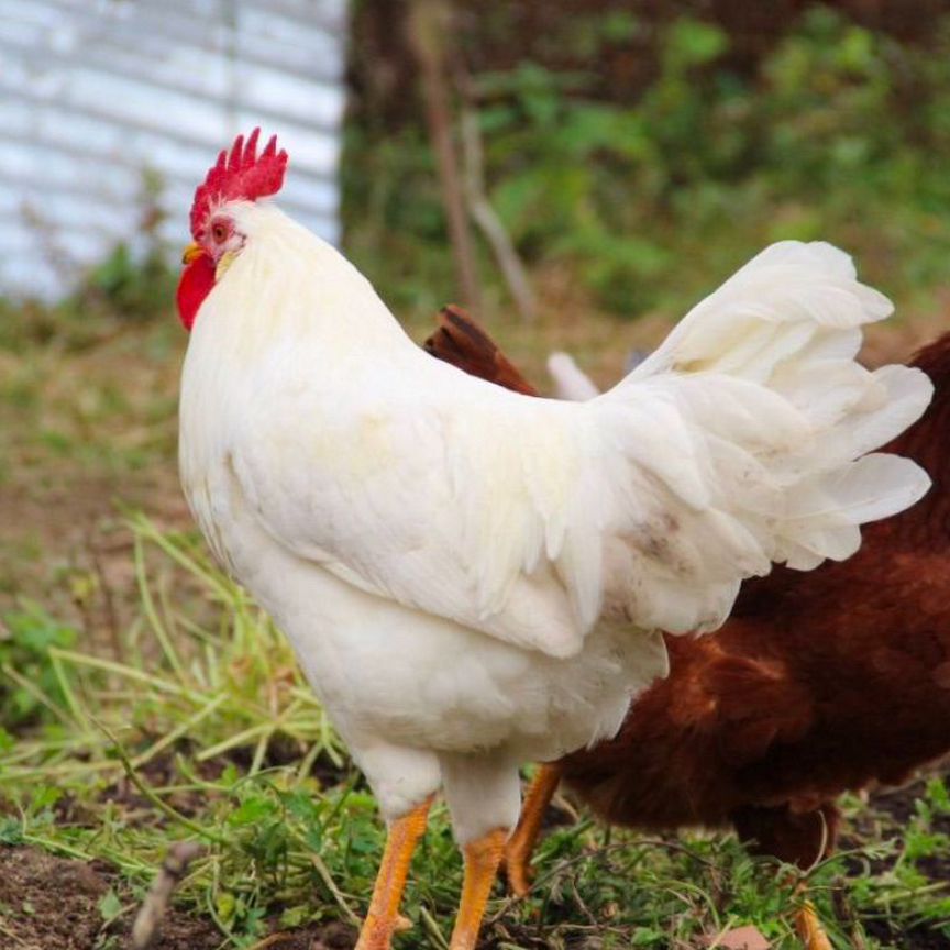 Хорошие курочки