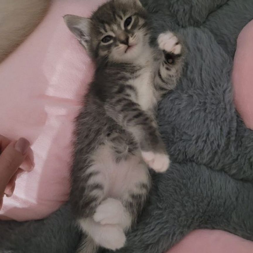 Котёнок в добрые руки