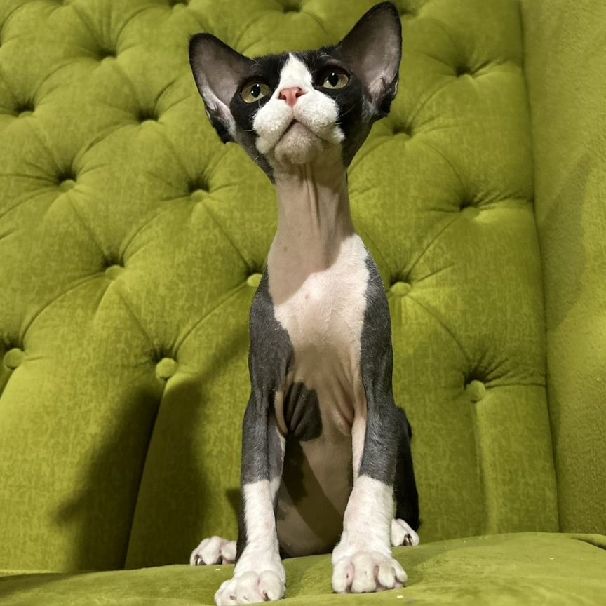 Девон-рекс котёнок