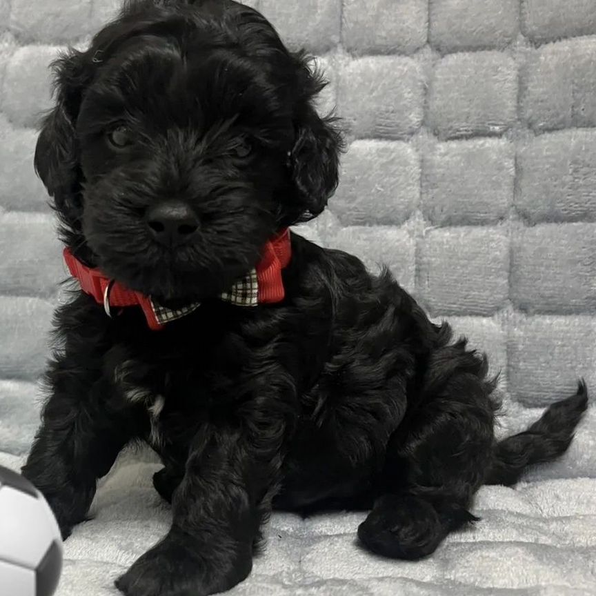 Мальтипу, щенок