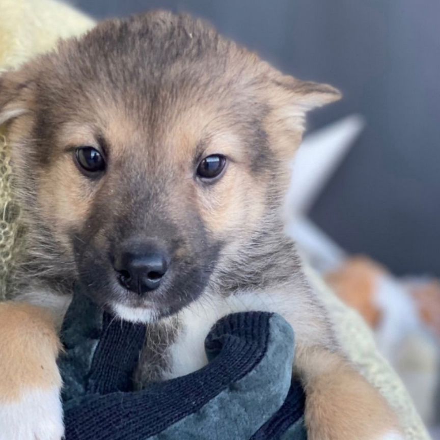 Щенок в добрые руки