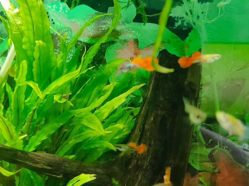 Рыбы гуппи