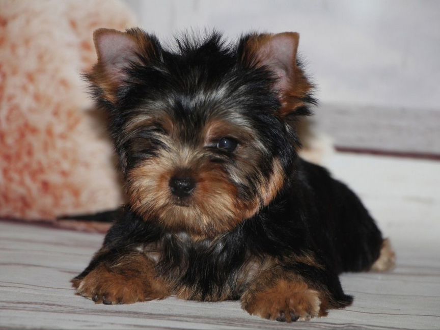 Щенки йоркширского терьера РКФ