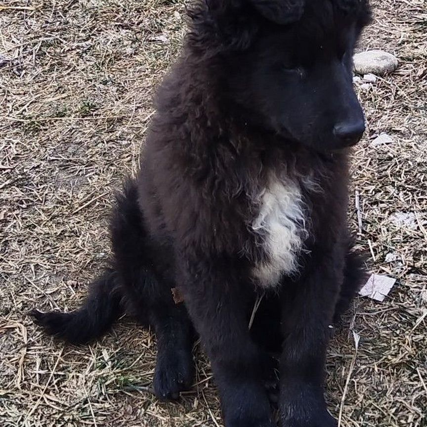 Щенки