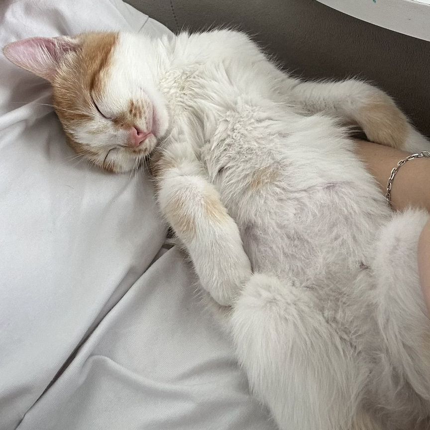 Самый ласковый котенок