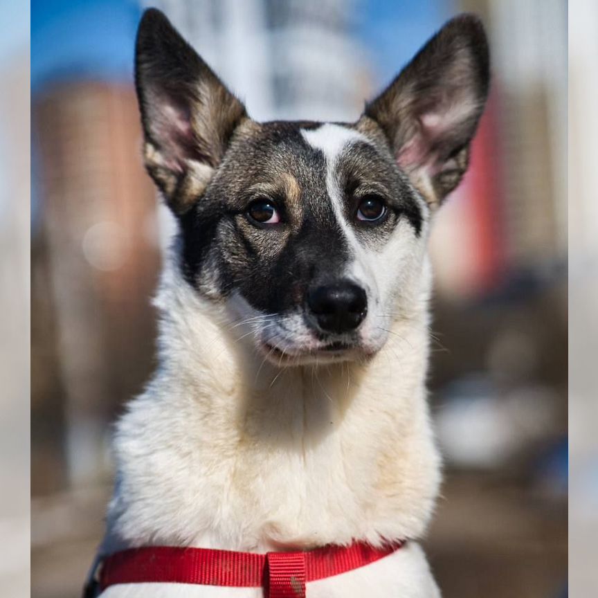 Австралийский хилер, щенок