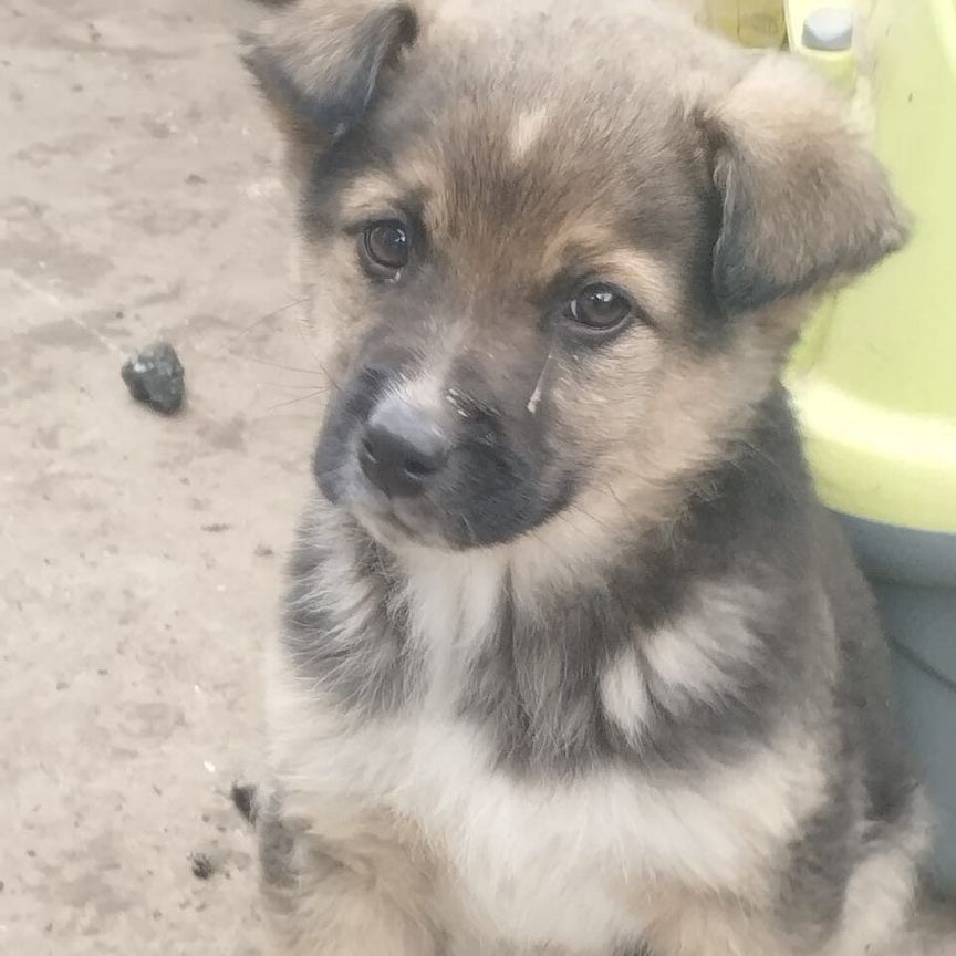 Кутята ищут дом