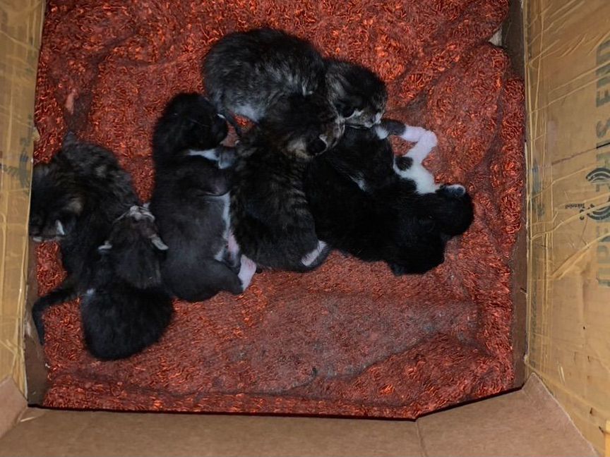 Спасти котят