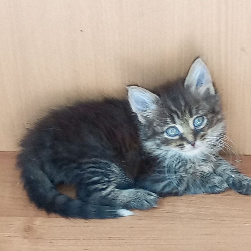 Котёнок персидский добрые руки