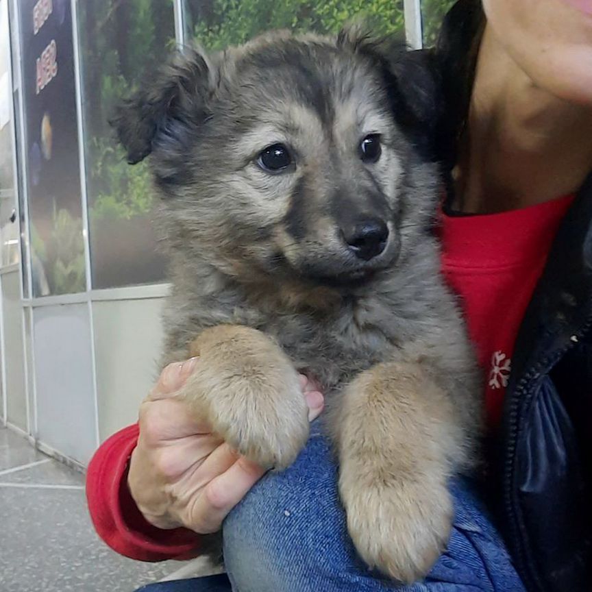 Щенок в добрые руки