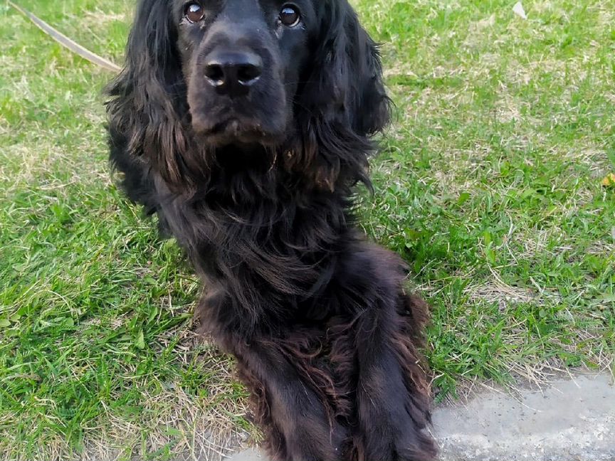 Русский спаниель вязка