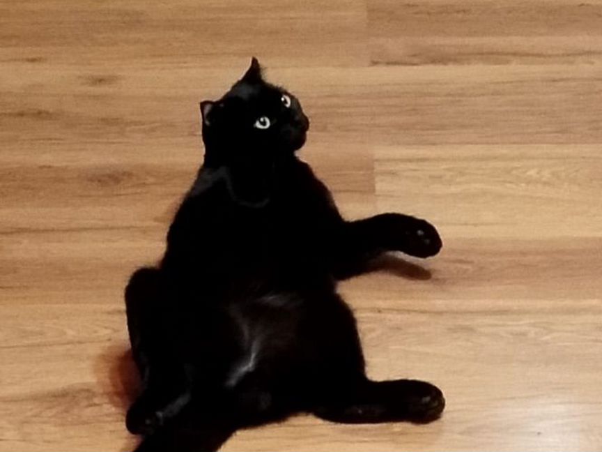 Вислоухий кот
