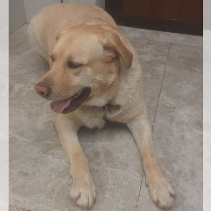 Лабрадор-ретривер, щенок