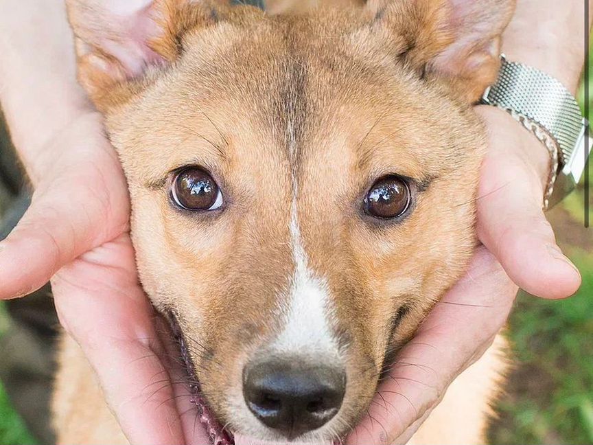 Солнечная Алиса