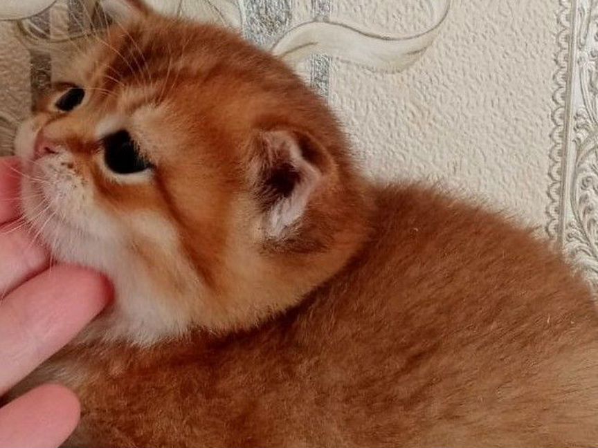 Шотландские золотые плюшечки