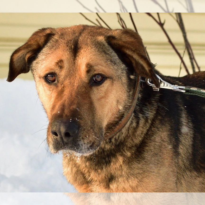 Взрослый пёс в добрые руки