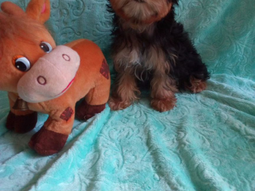 Девочка йорк