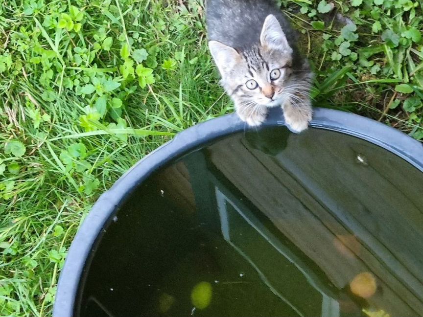 Котята погибнут на улице