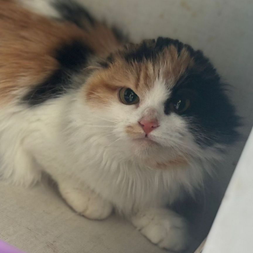Котята подростки