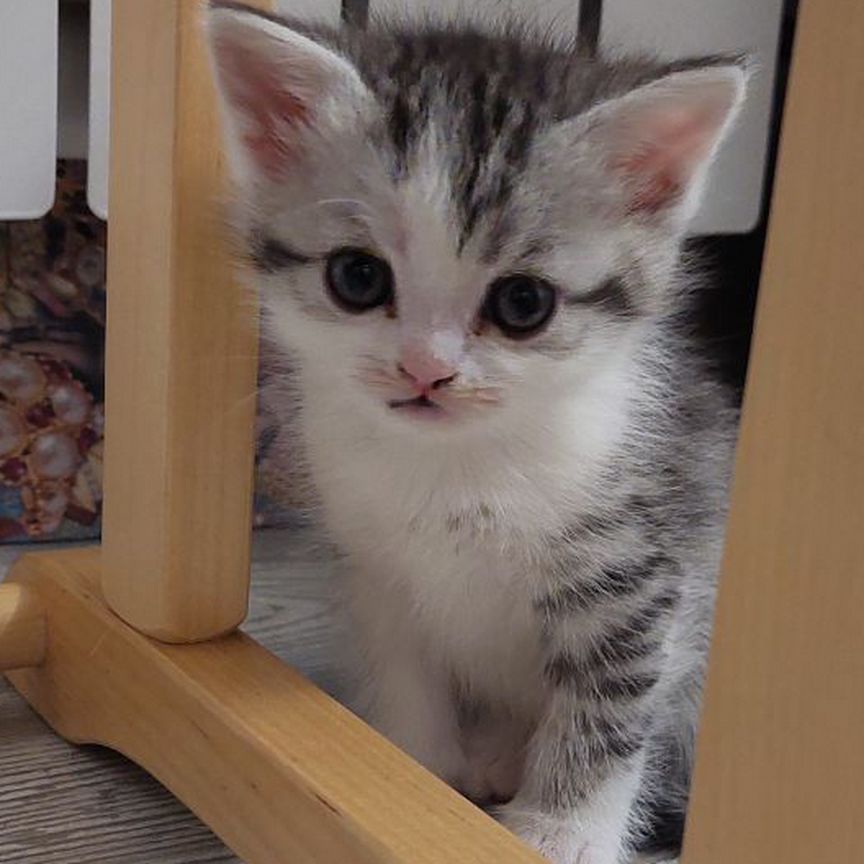 Шотландский прямоухий длинношёрстный котёнок