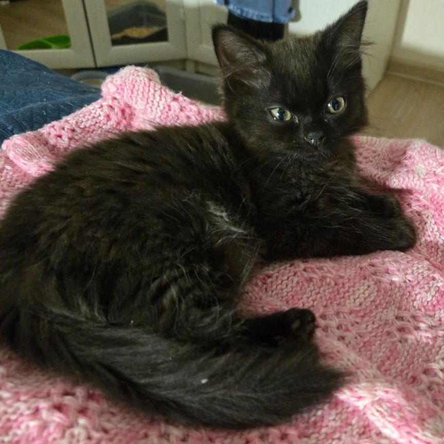 Котёнок в добрые руки