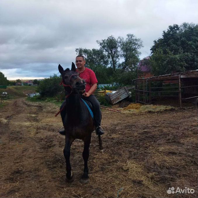 Лошадь жеребец