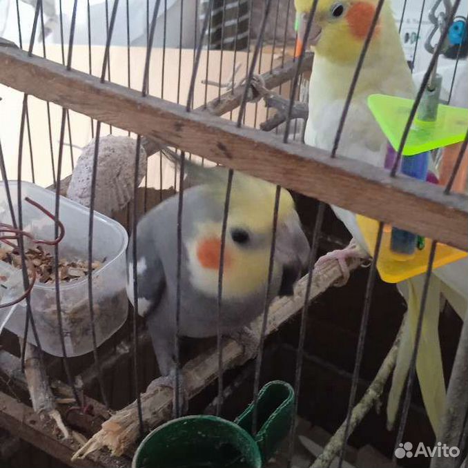 Карелла самец и самка самец умный ручной