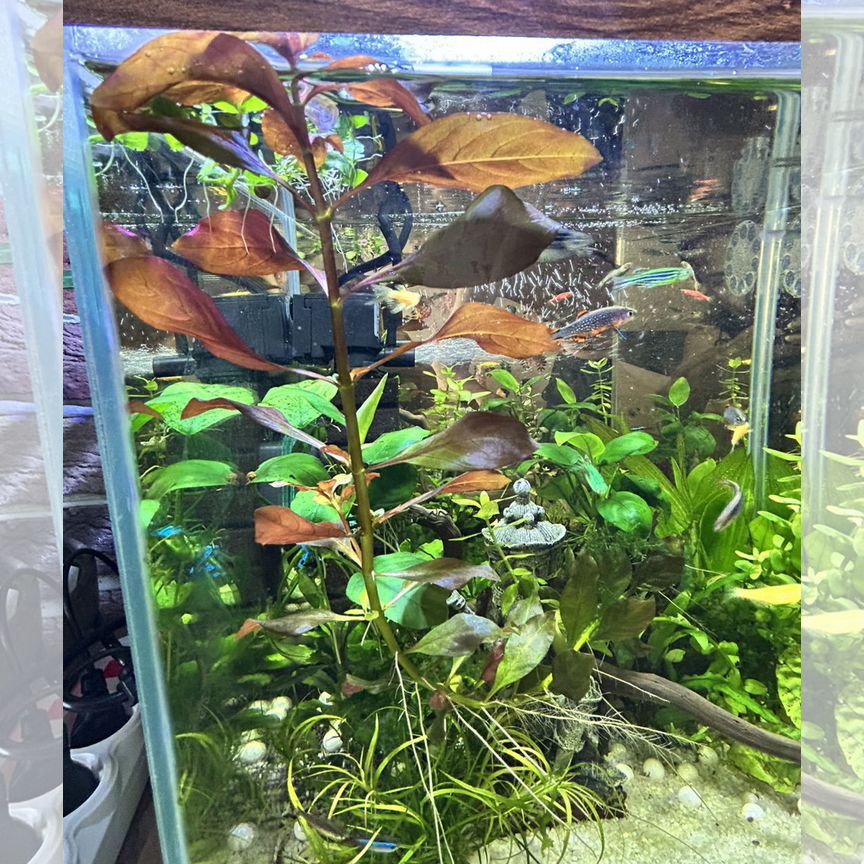 Аквариумное растение набор