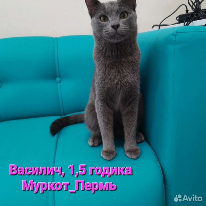 Русская голубая или похож
