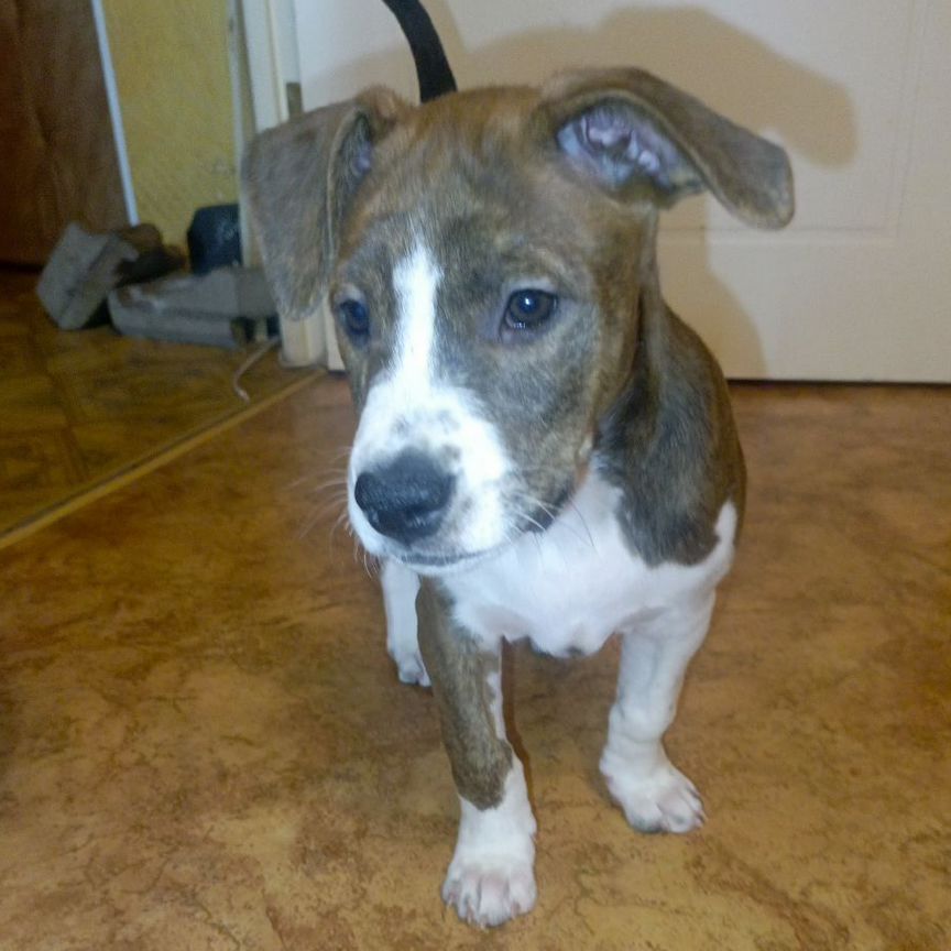 Американский стаффордширский терьер, щенок