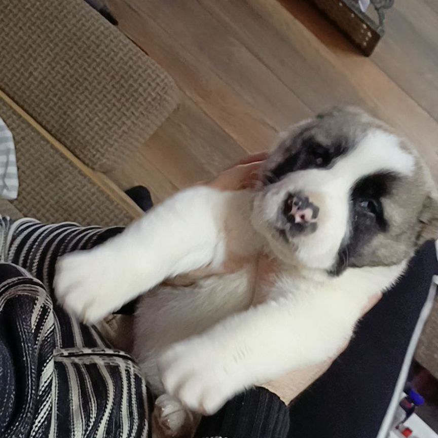 Продаётся щенок сао