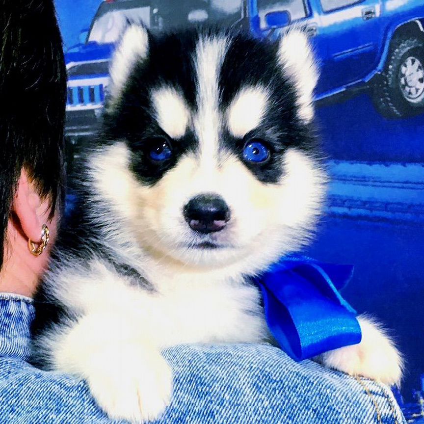 Прекрасные хаски