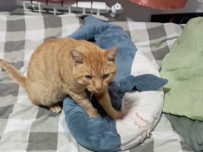 Отдам котика