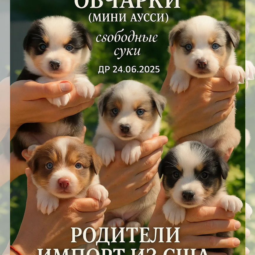 Миниатюрная американская овчарка щенки